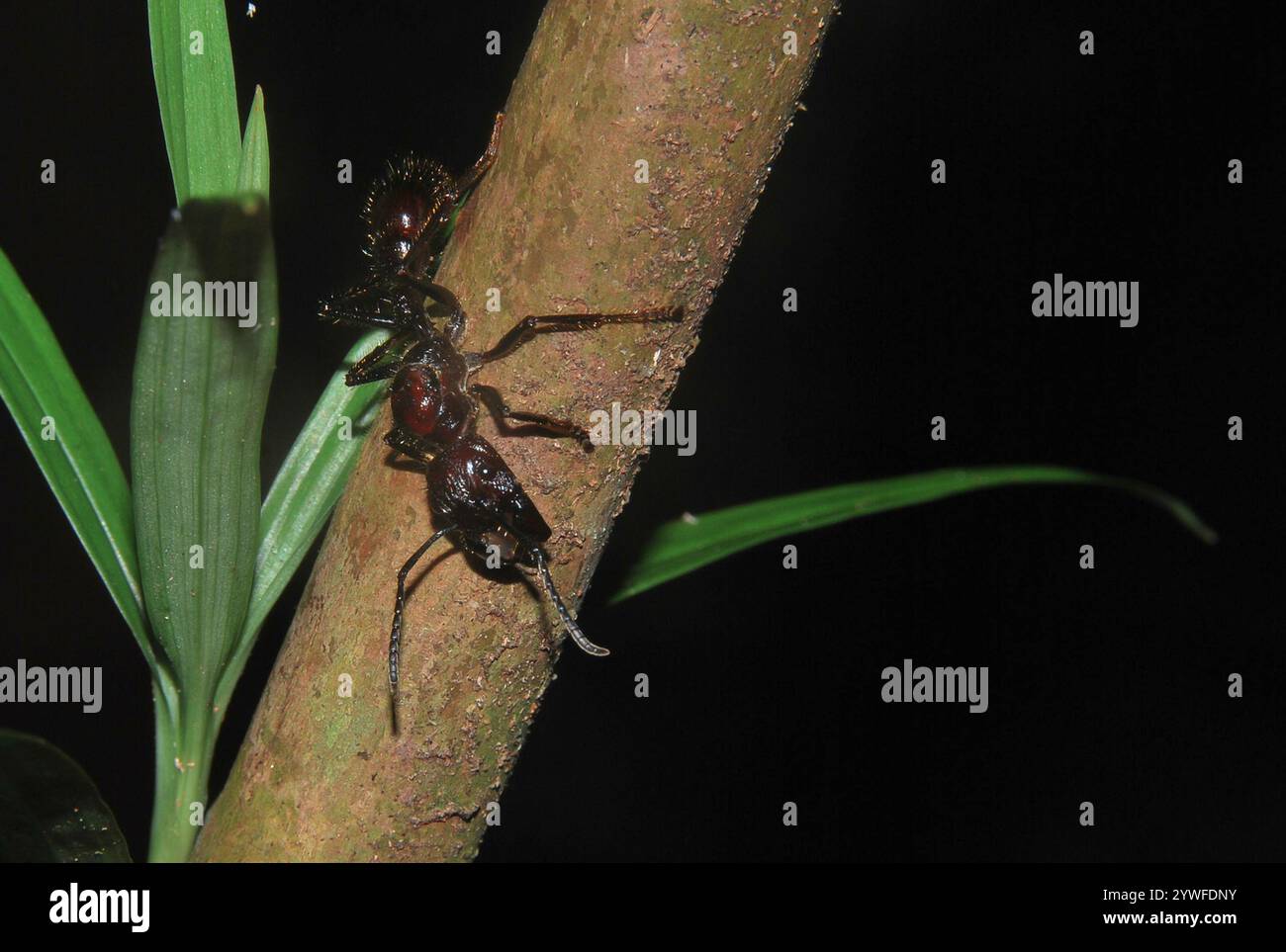 Bullet Ant (Paraponera clavata Stock Photo - Alamy