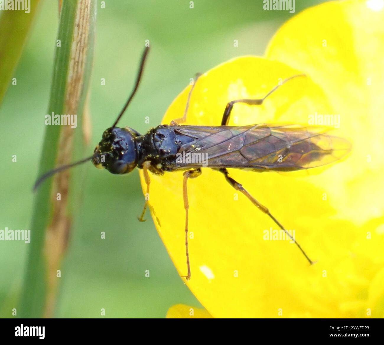 Stem Sawflies (Cephidae Stock Photo - Alamy