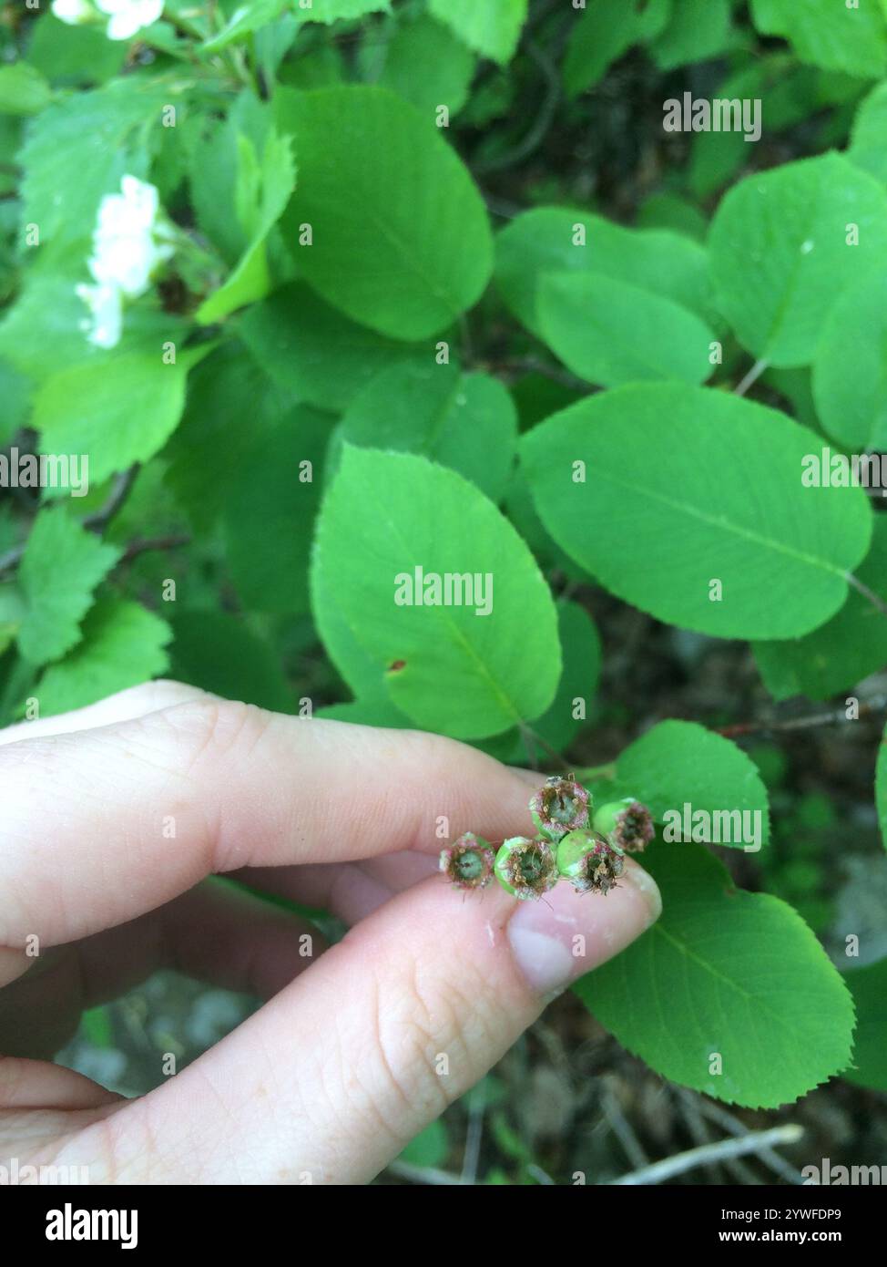 Running Serviceberry (Amelanchier stolonifera Stock Photo - Alamy