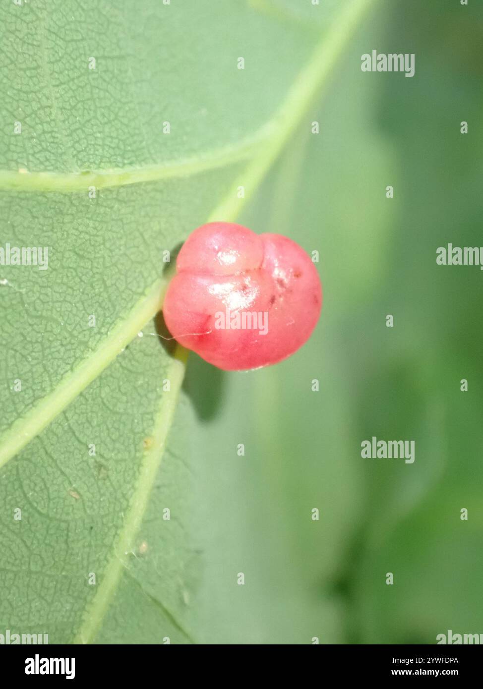 Pea Gall Wasp (Cynips divisa Stock Photo - Alamy