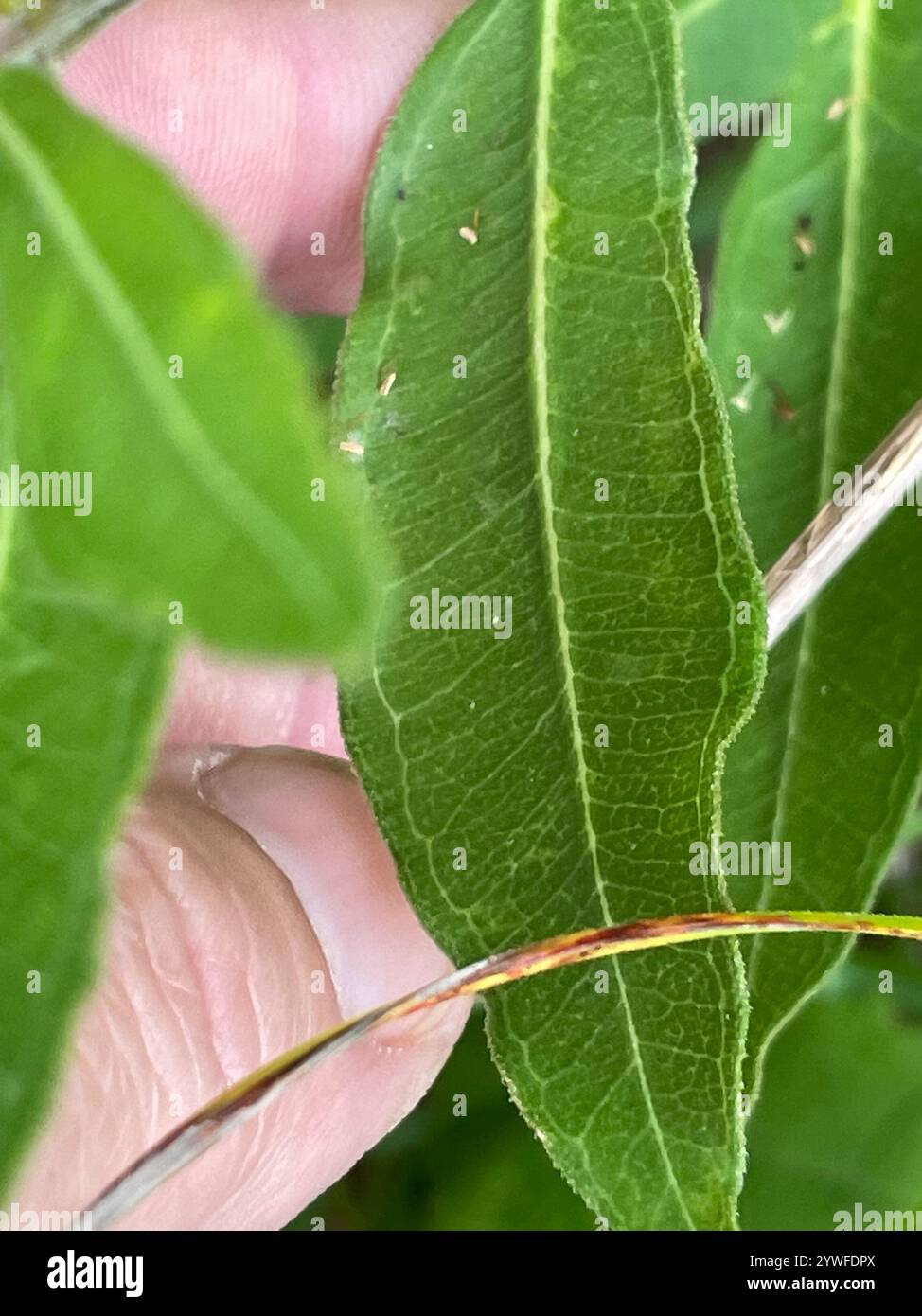 green comet milkweed (Asclepias viridiflora Stock Photo - Alamy