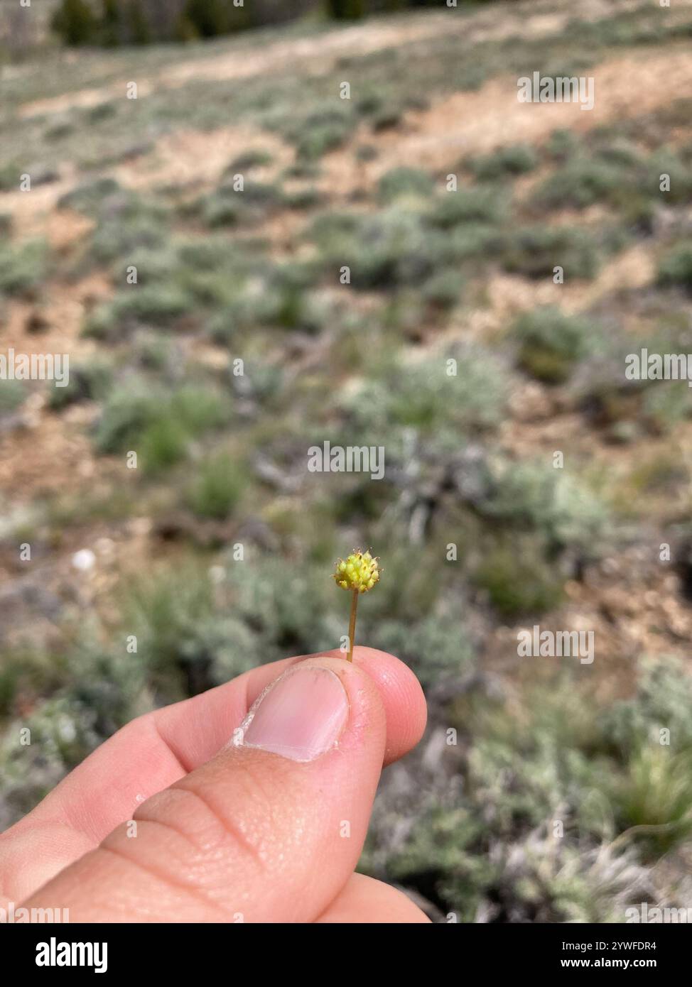 timberline buttercup (Ranunculus glaberrimus ellipticus Stock Photo - Alamy