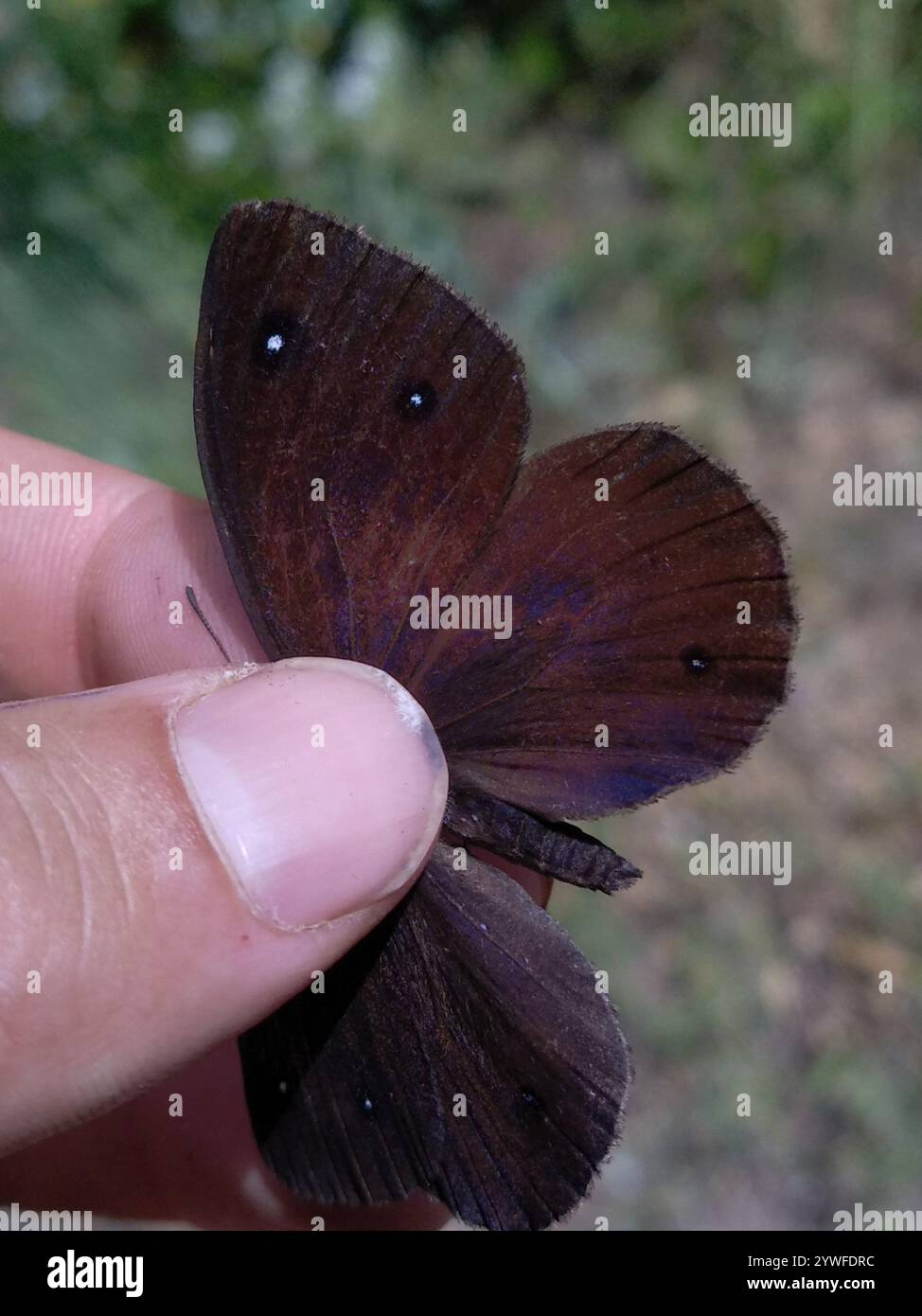 Great Sooty Satyr (Satyrus ferula Stock Photo - Alamy