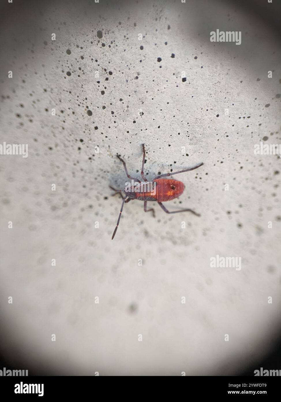 Eastern Boxelder Bug (Boisea trivittata Stock Photo - Alamy