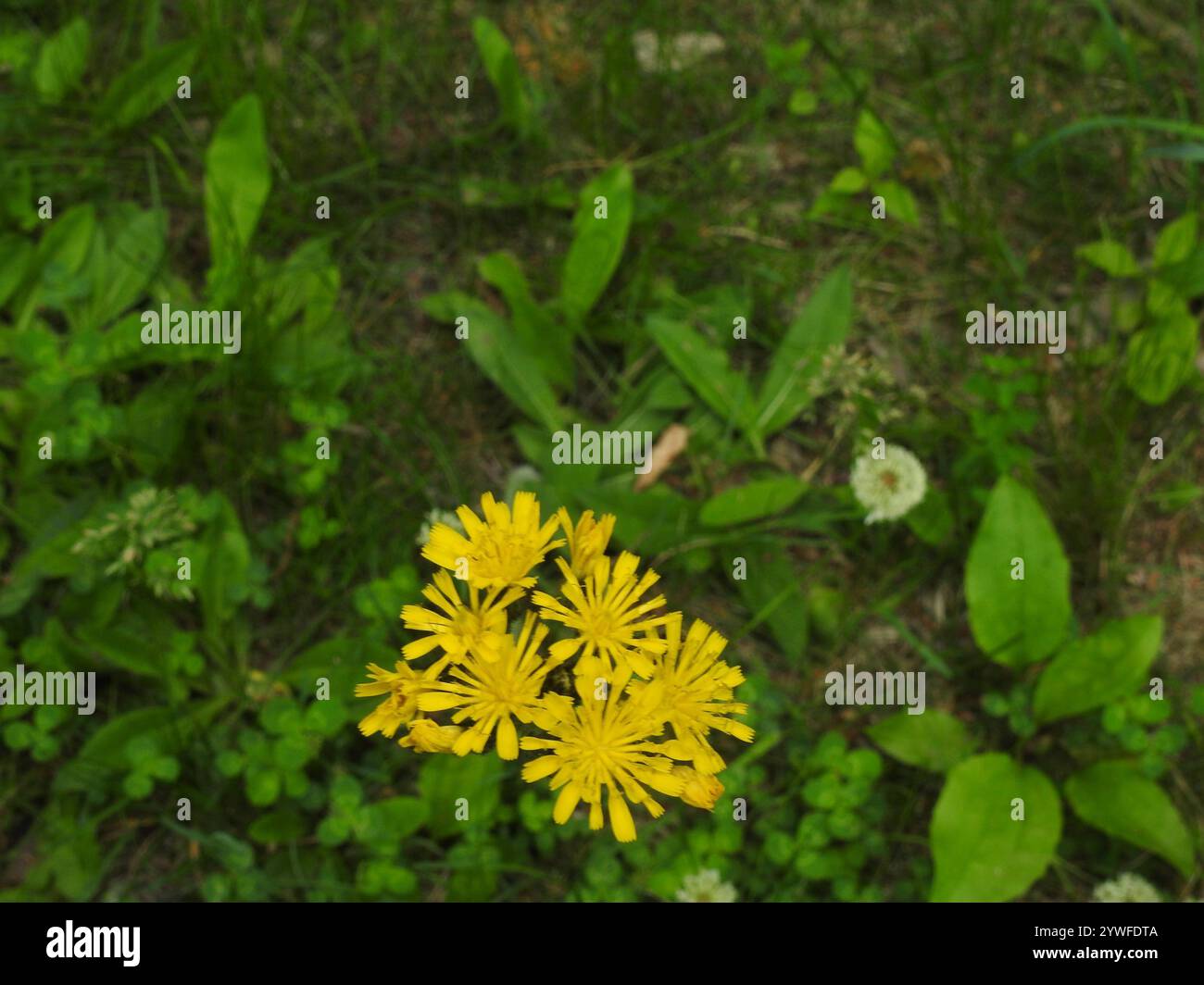 meadow hawkweed (Pilosella caespitosa Stock Photo - Alamy