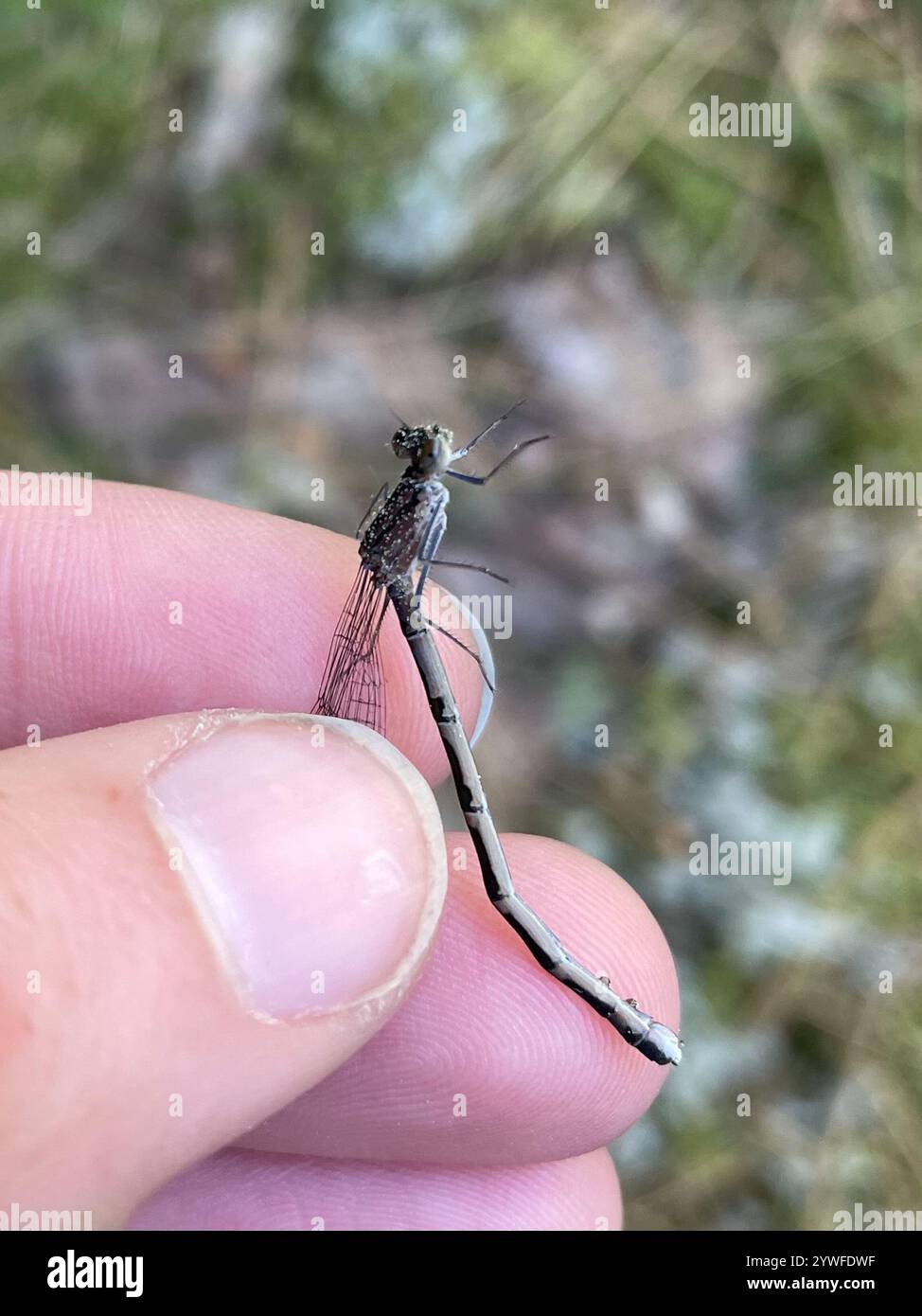 Narrow-winged Damselflies (Coenagrionidae Stock Photo - Alamy