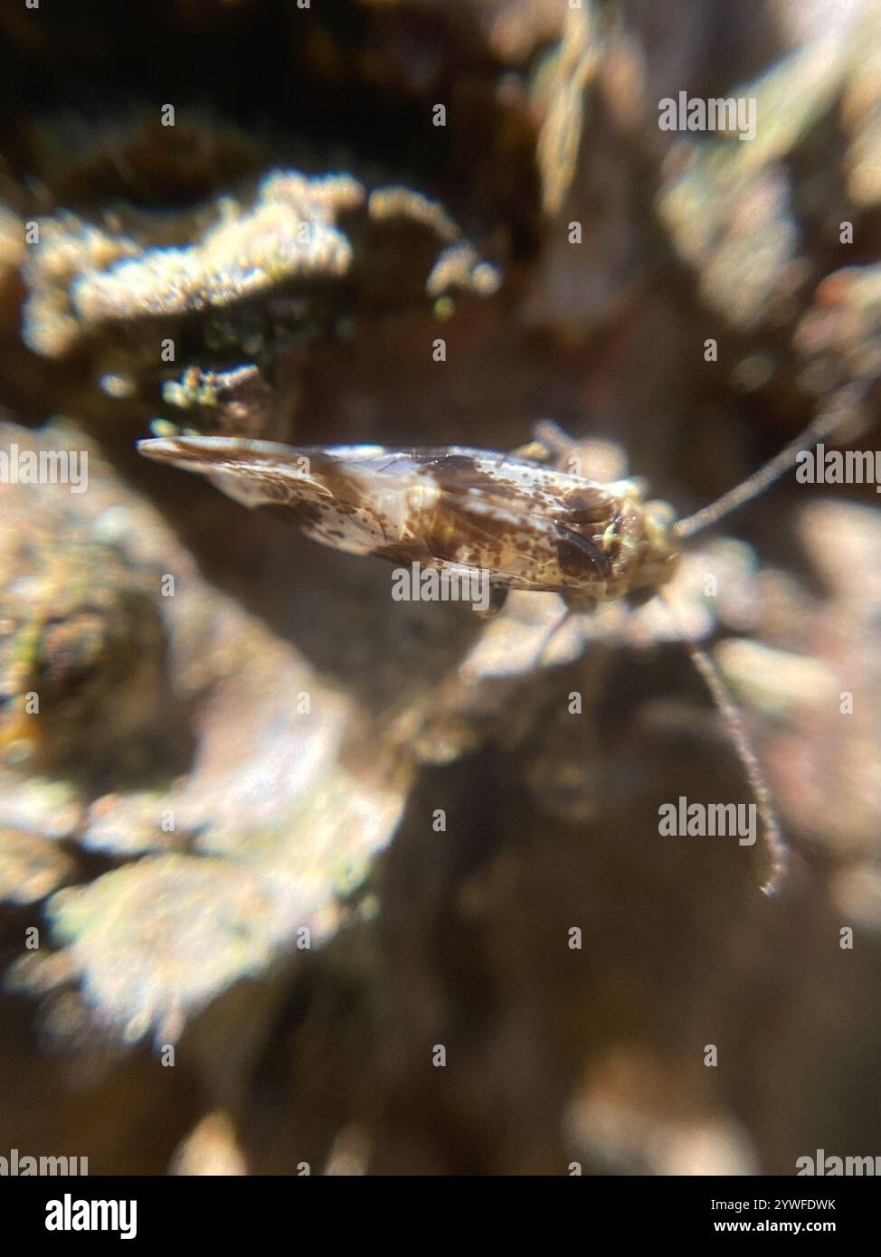 brown-banded barklouse (Loensia fasciata Stock Photo - Alamy