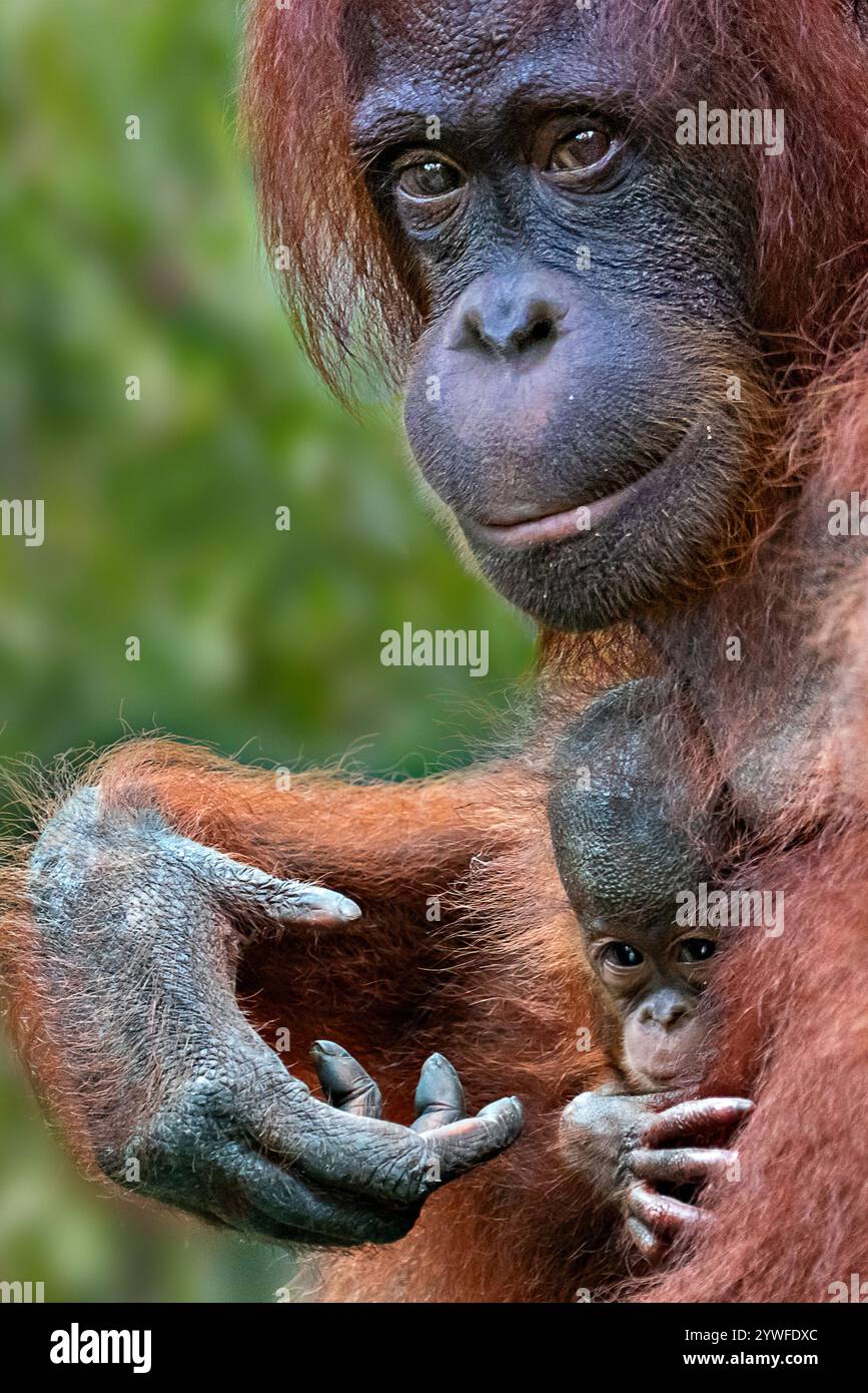 Mother and baby orangutans in Borneo, Malaysia Stock Photo - Alamy