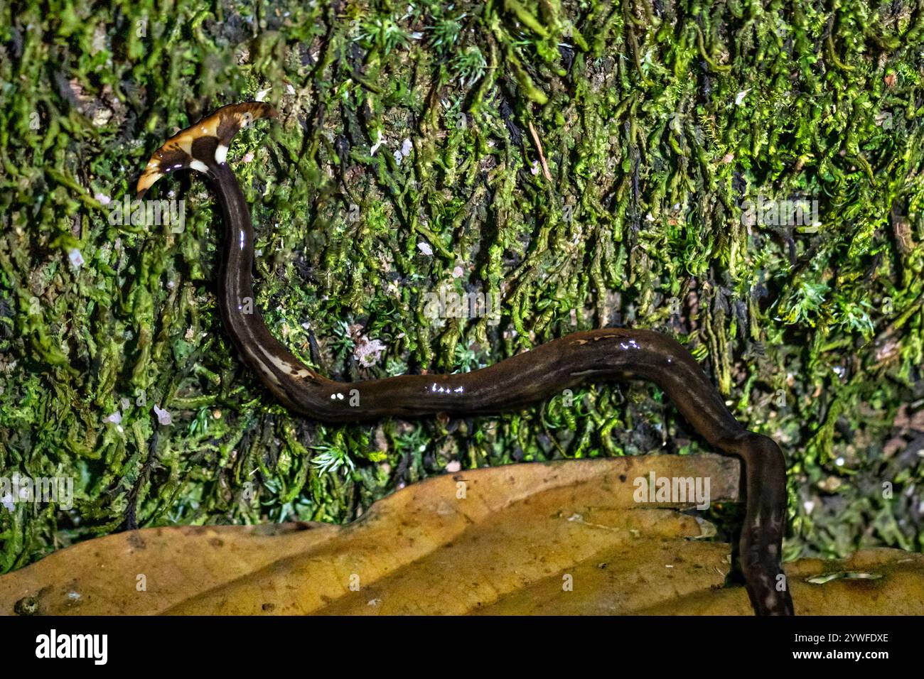 Worm hi-res stock photography and images - Alamy