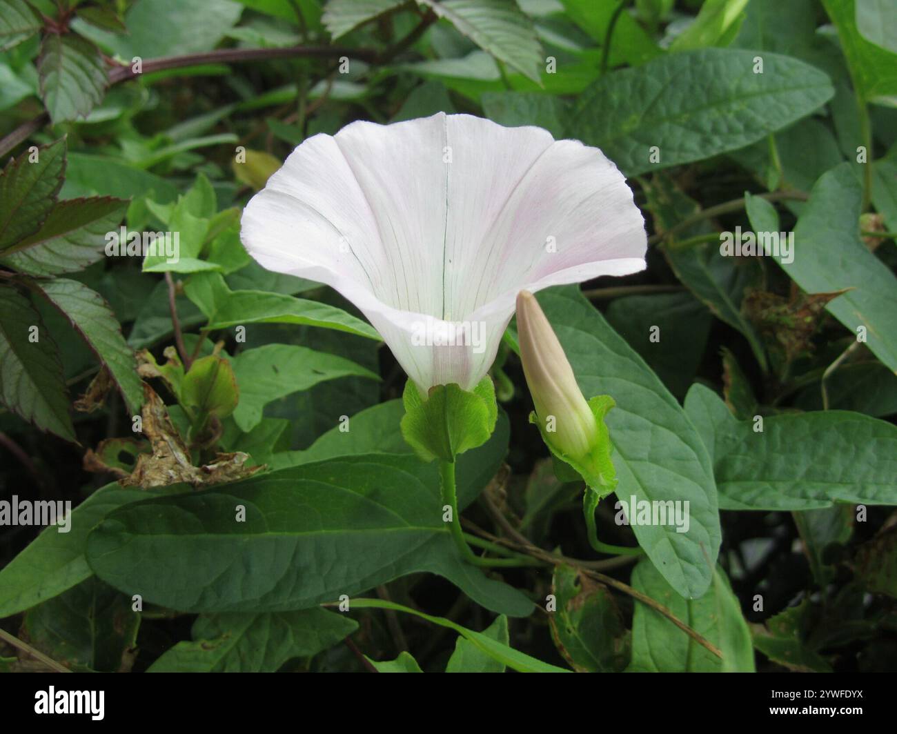 false bindweeds (Calystegia Stock Photo - Alamy