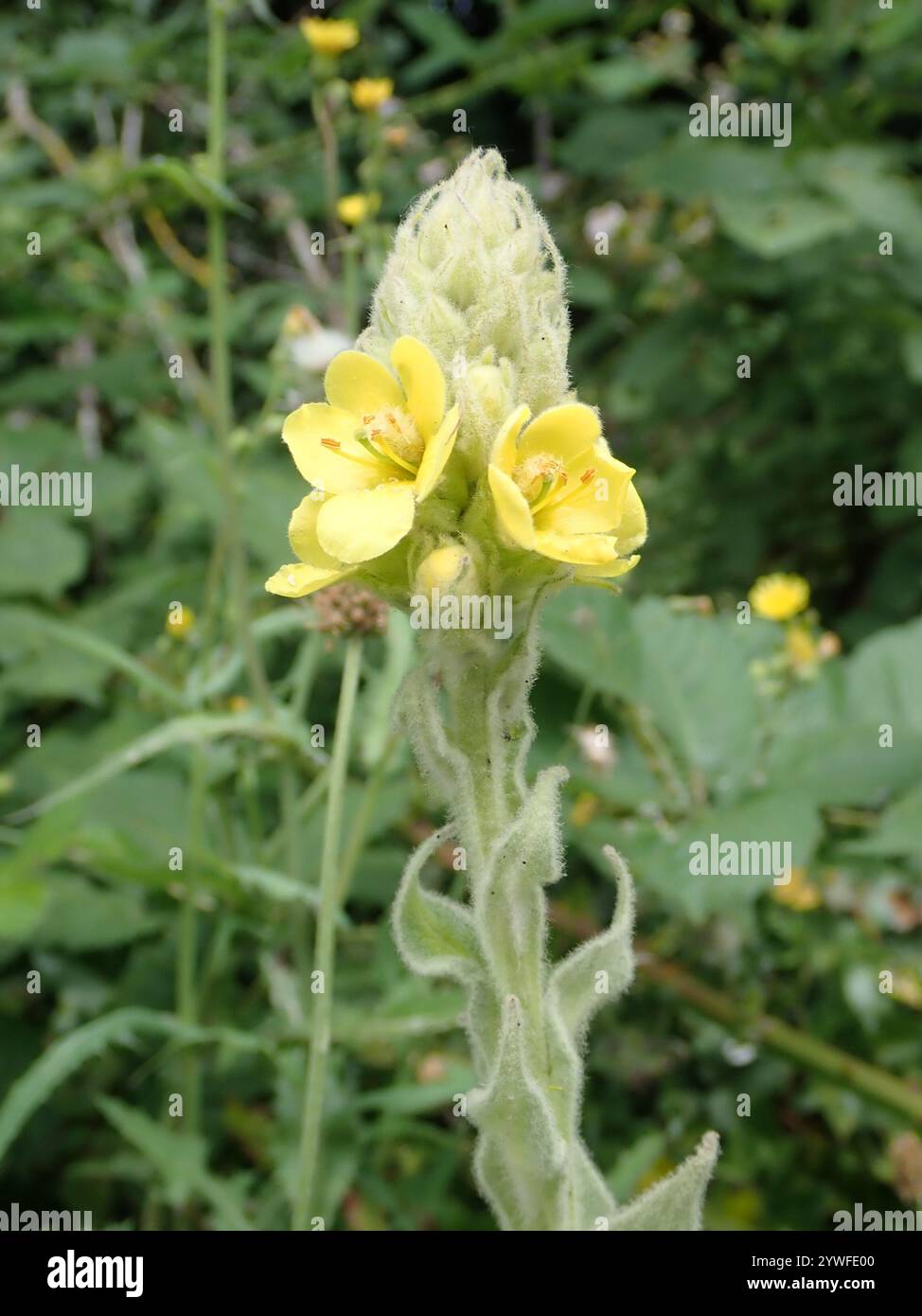 great mullein (Verbascum thapsus Stock Photo - Alamy