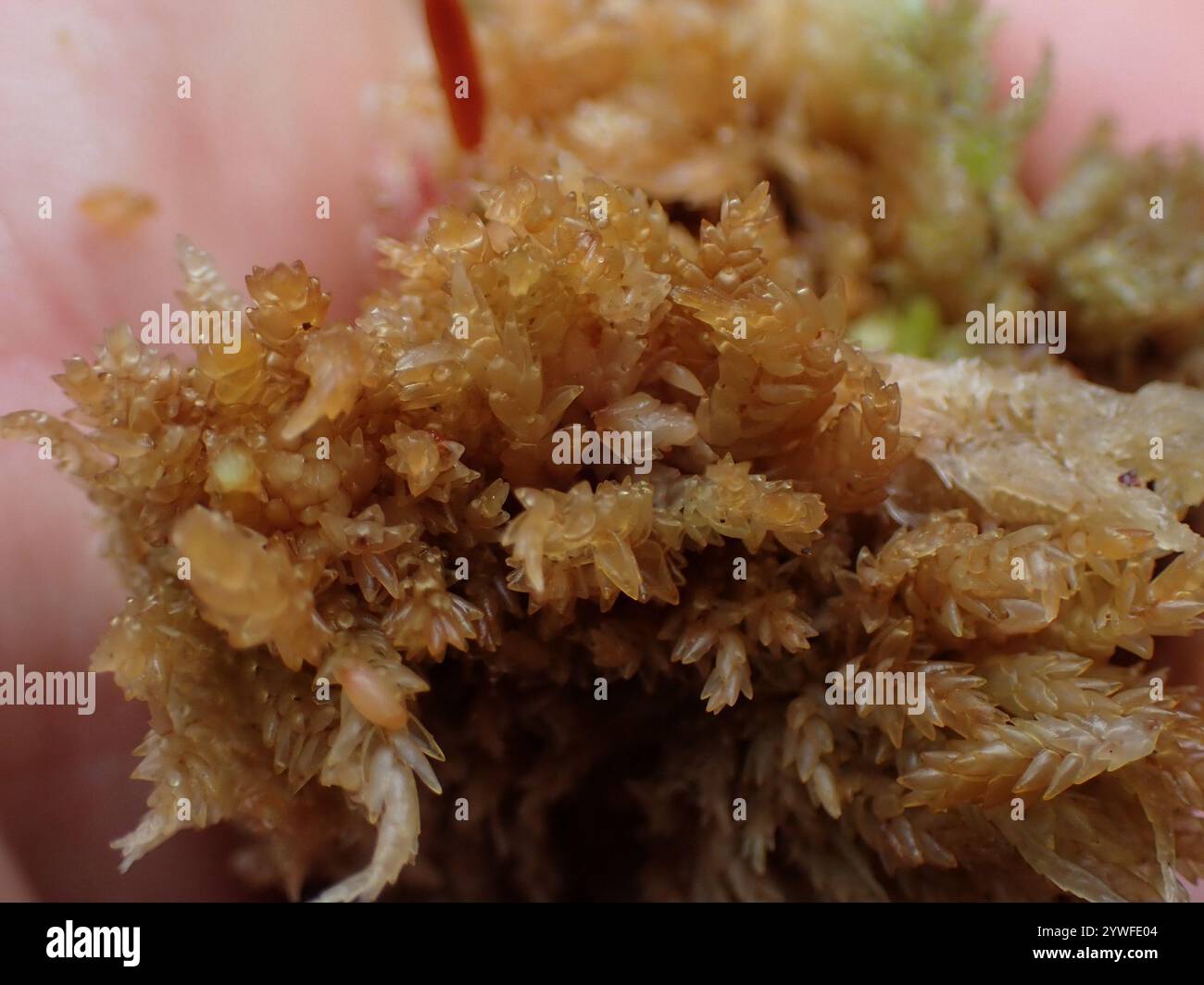 Papillose peatmoss hi-res stock photography and images - Alamy