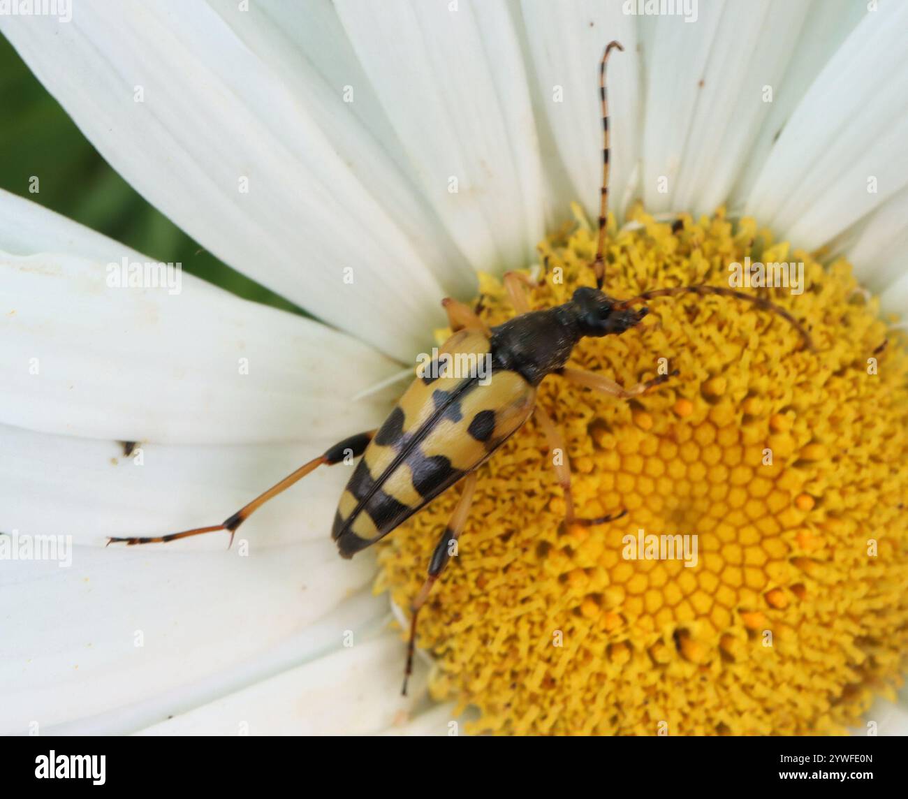 Spotted Longhorn Beetle (Rutpela maculata Stock Photo - Alamy