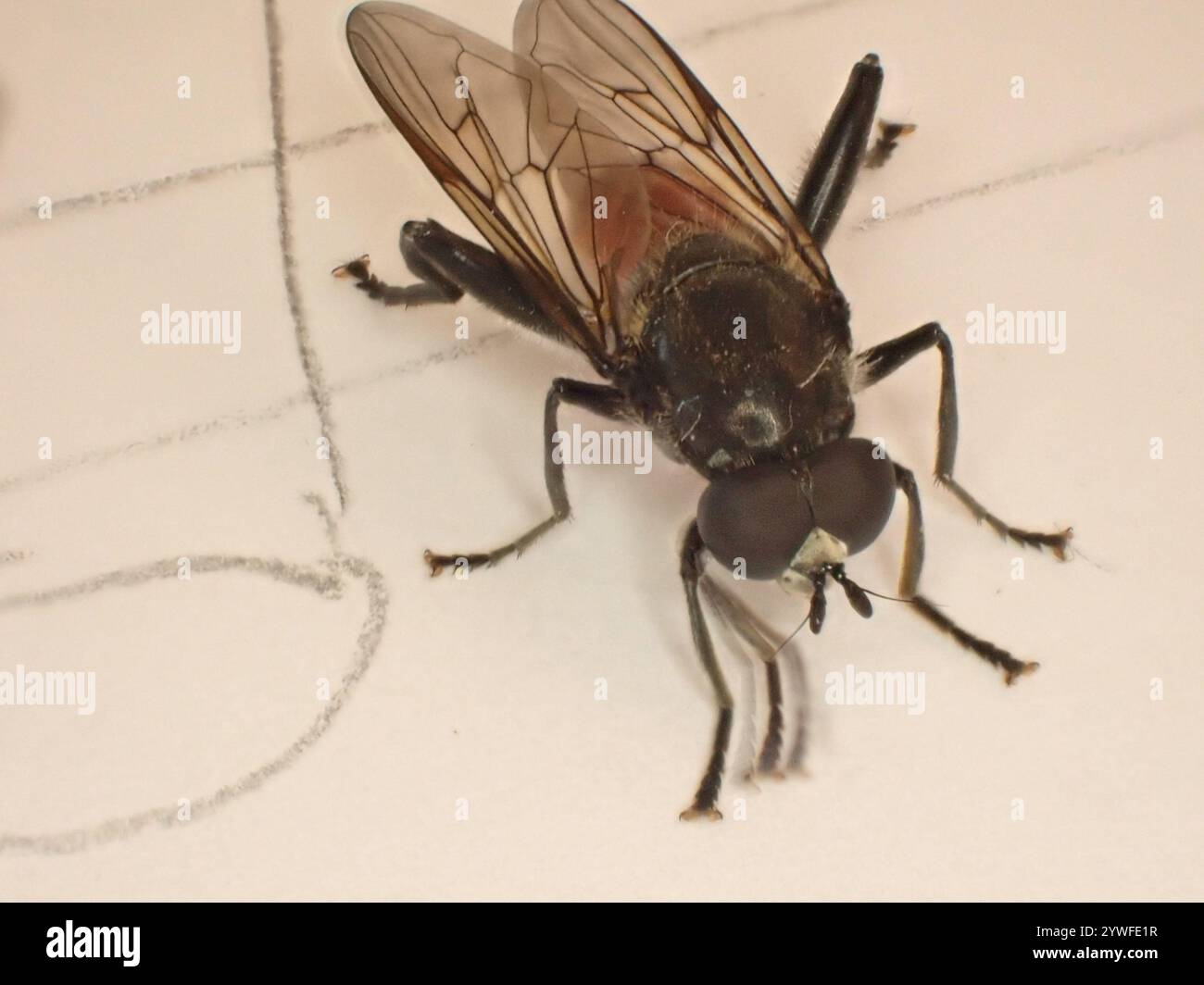 red-belted hoverfly (Brachypalpoides lentus Stock Photo - Alamy