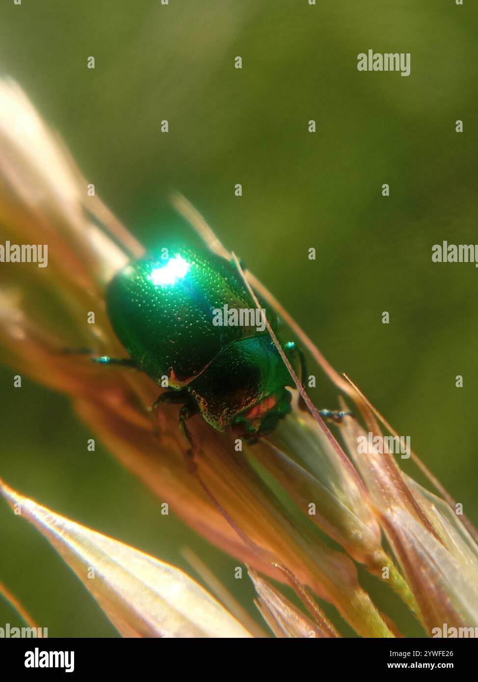 Dead-nettle Leaf Beetle (Fasta fastuosa Stock Photo - Alamy