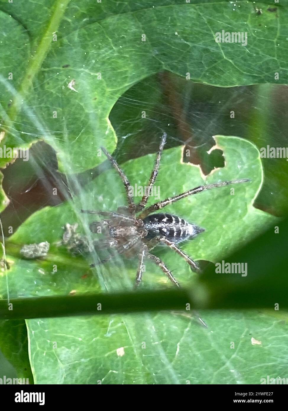 Labyrinth spider (Agelena labyrinthica Stock Photo - Alamy