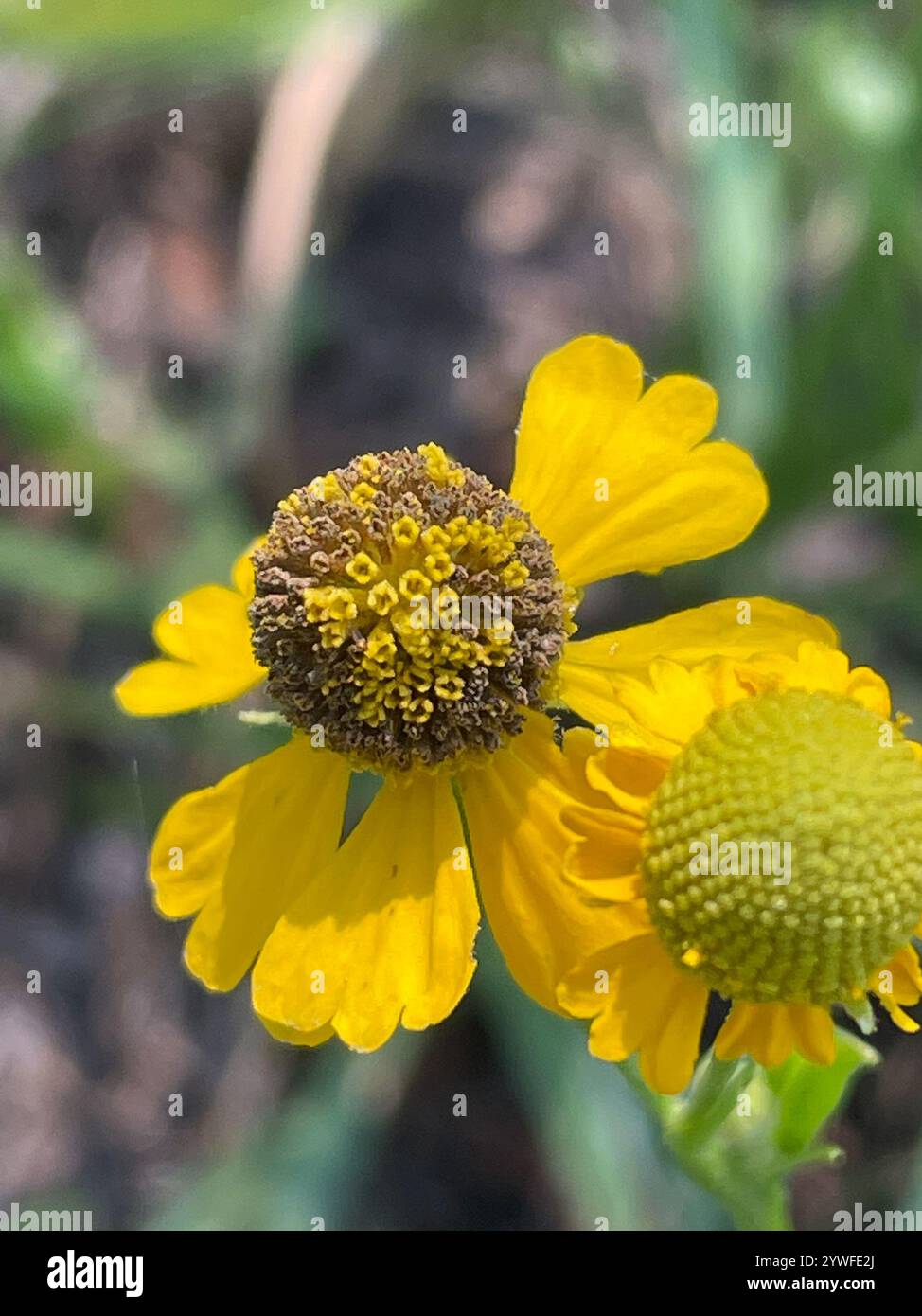 Southern Sneezeweed (Helenium flexuosum Stock Photo - Alamy