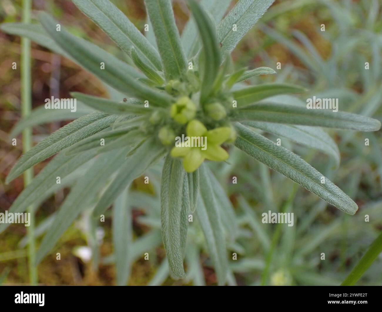 western stoneseed (Lithospermum ruderale Stock Photo - Alamy