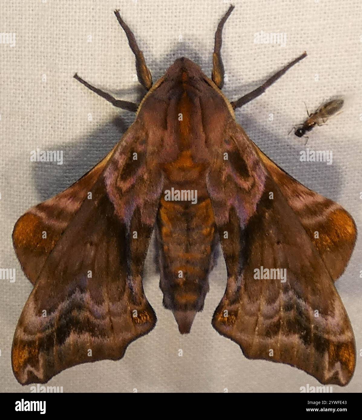 Small-eyed Sphinx (Paonias myops Stock Photo - Alamy