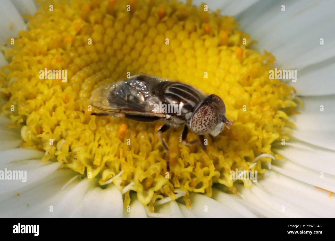 Common Lagoon Fly (Eristalinus aeneus Stock Photo - Alamy