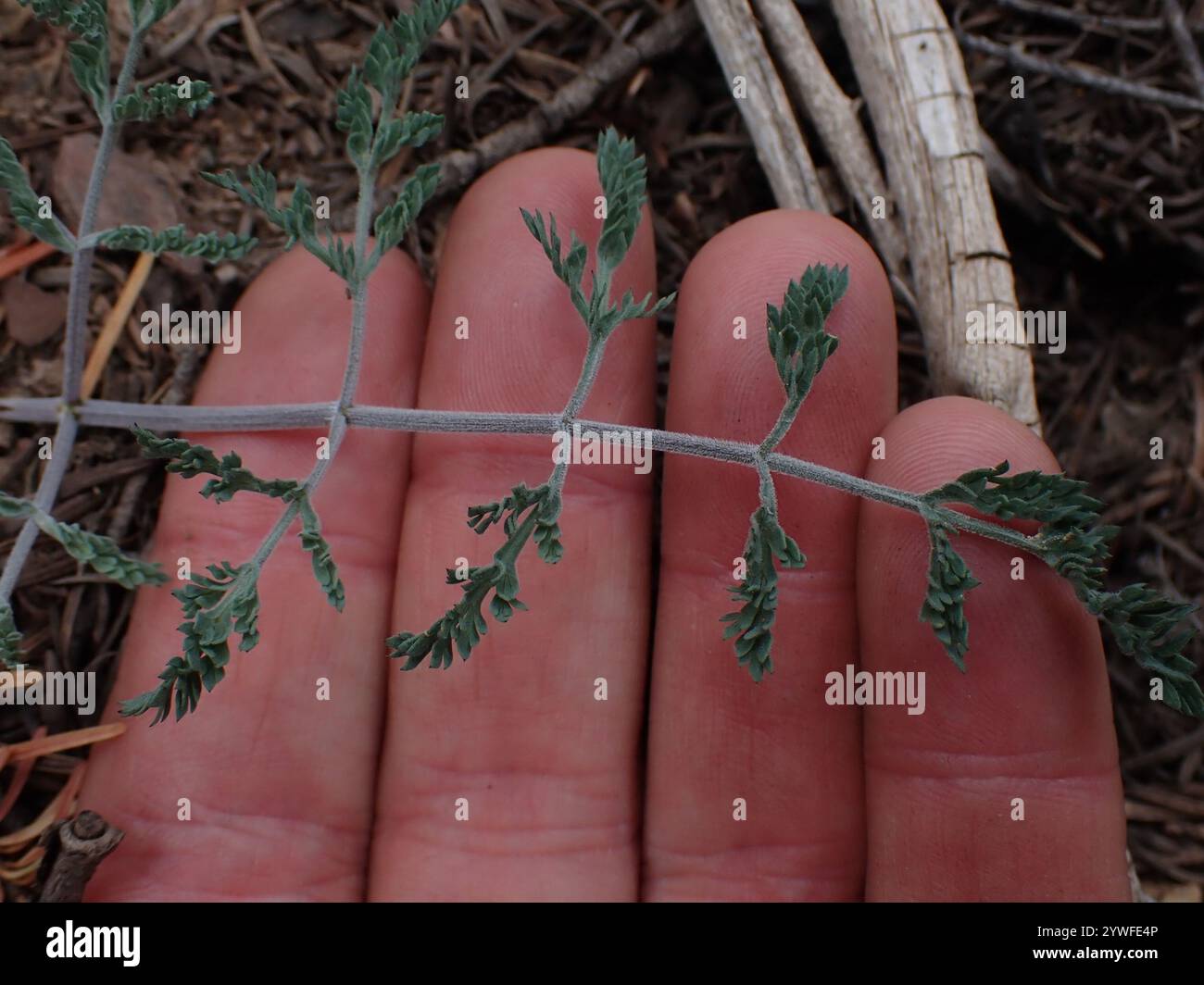 bigseed biscuitroot (Lomatium macrocarpum Stock Photo - Alamy