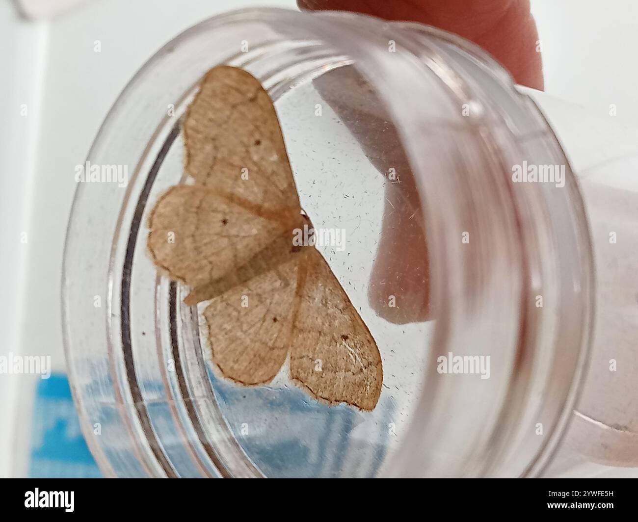 Riband Wave (Idaea aversata Stock Photo - Alamy
