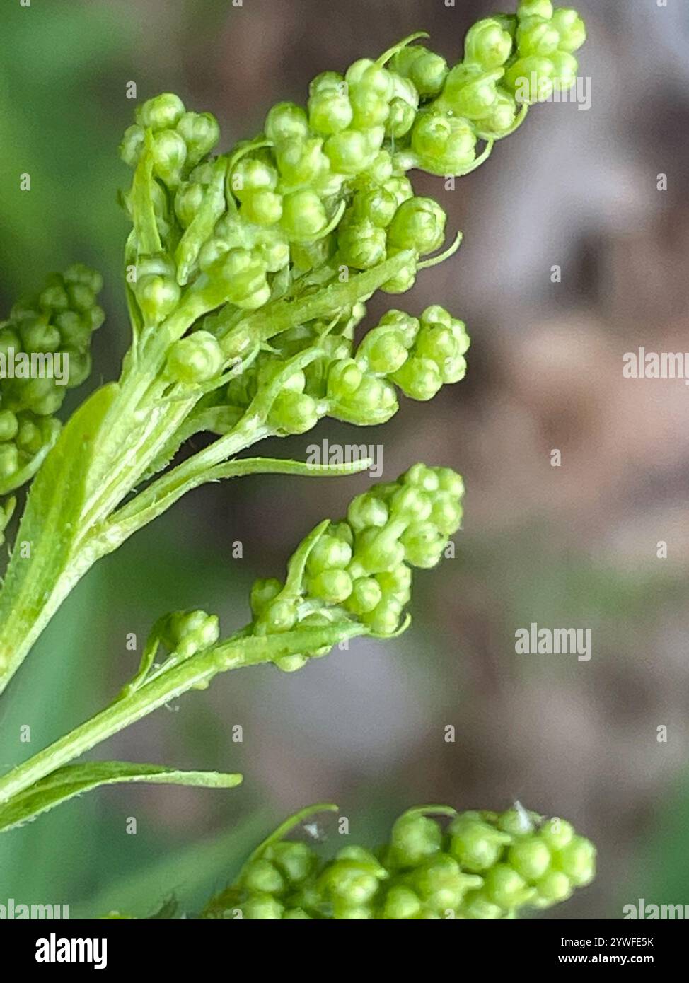 flowering plants (Angiospermae Stock Photo - Alamy
