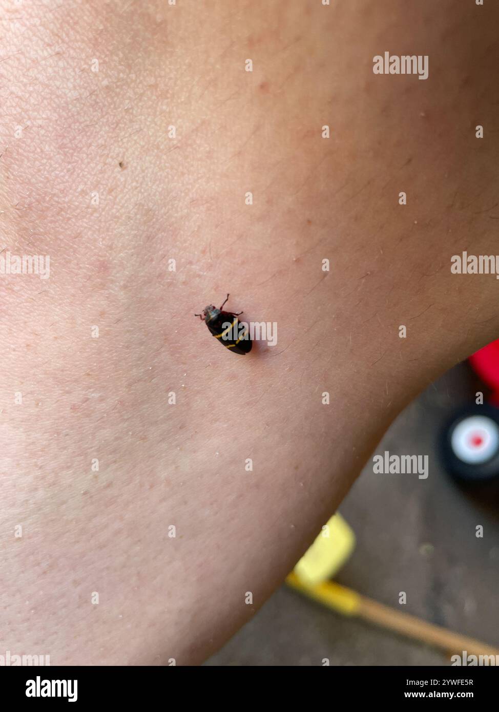 Two-lined Spittlebug (Prosapia bicincta Stock Photo - Alamy