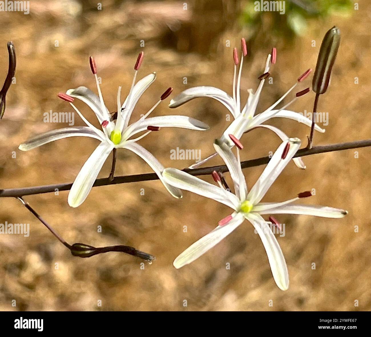wavy-leafed soap plant (Chlorogalum pomeridianum Stock Photo - Alamy