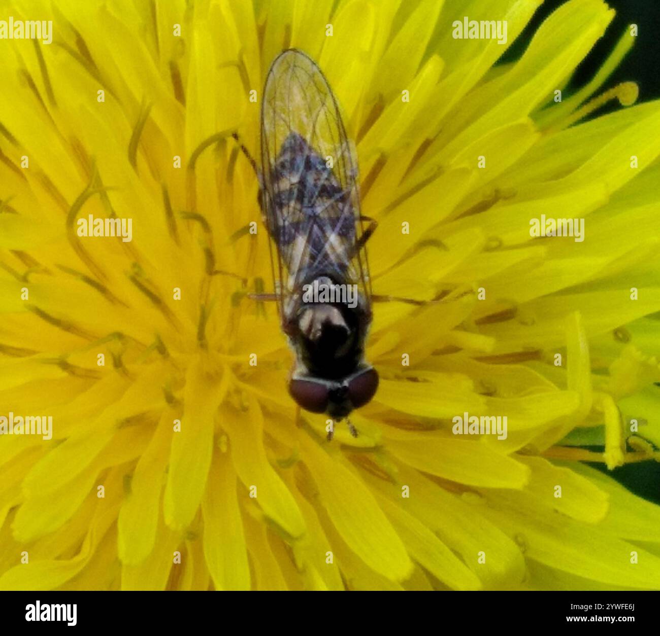 Typical Hover Flies (Syrphinae Stock Photo - Alamy