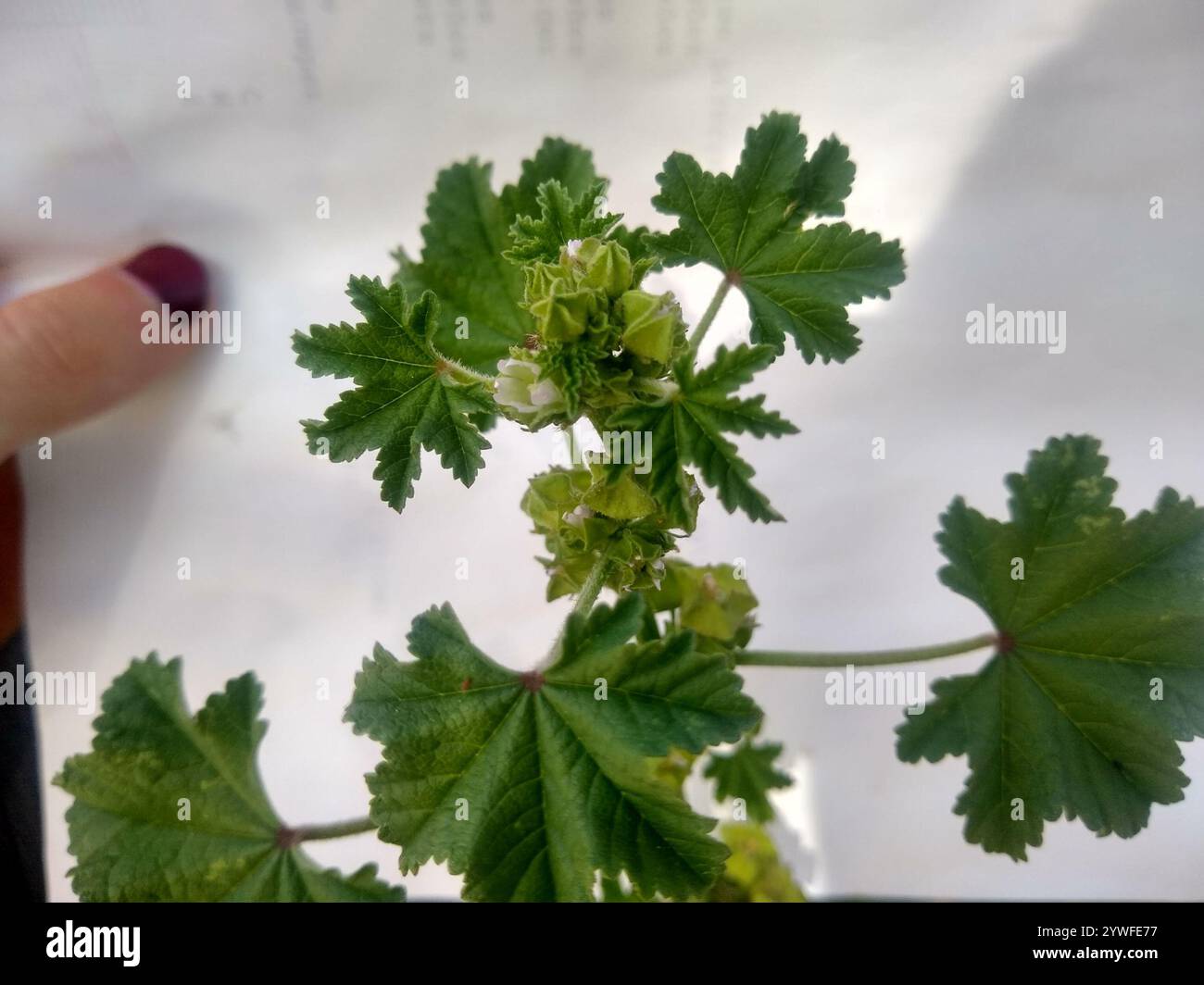 dwarf mallow (Malva neglecta Stock Photo - Alamy