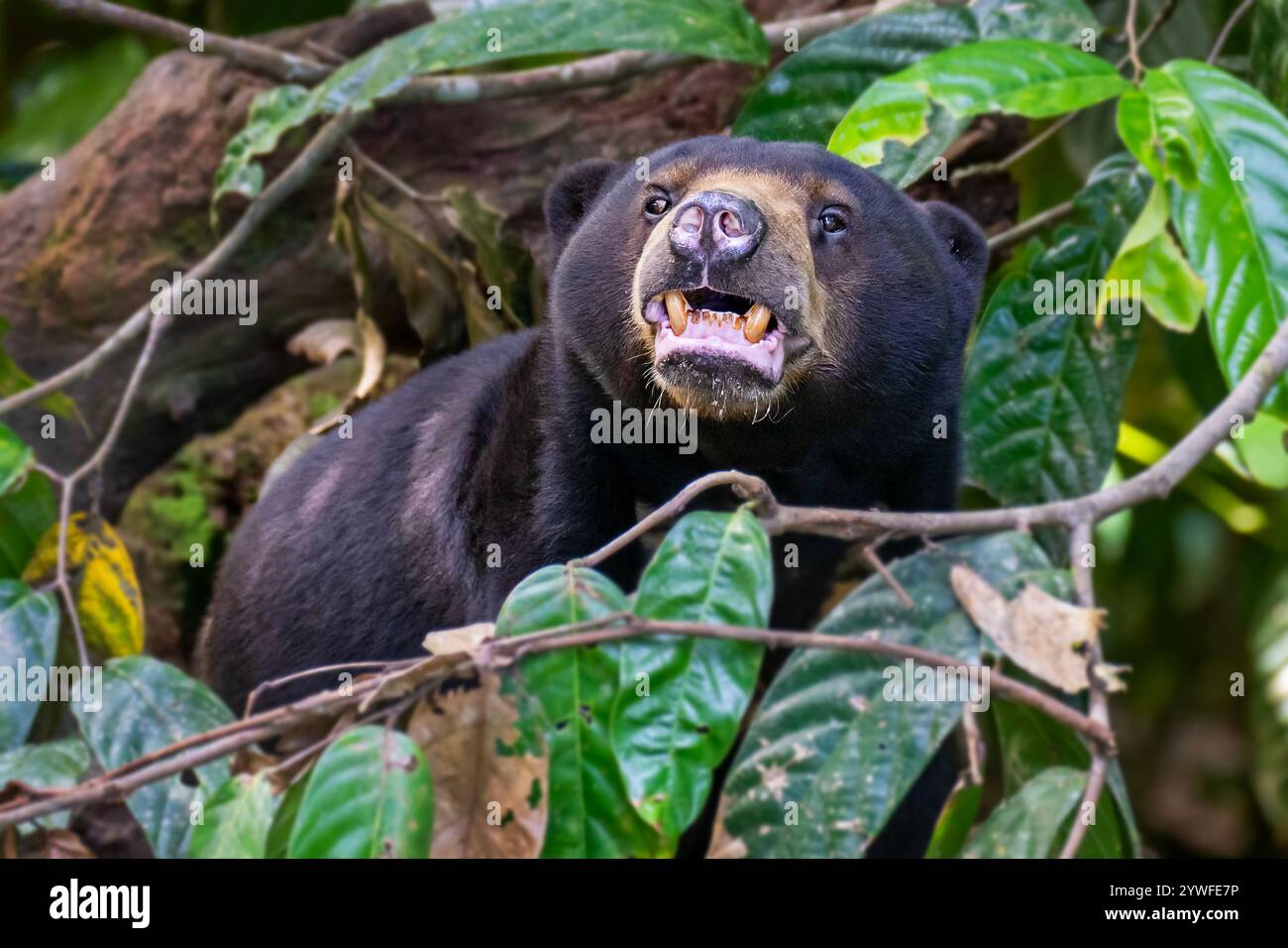 Malaysia borneo sepilok sun hi-res stock photography and images - Alamy