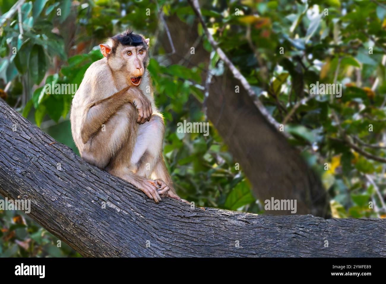 Pigtail hi-res stock photography and images - Alamy