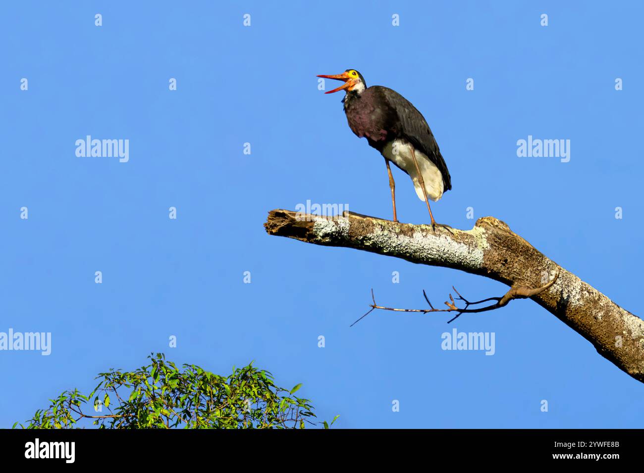 Sabah borneo birding hi-res stock photography and images - Alamy