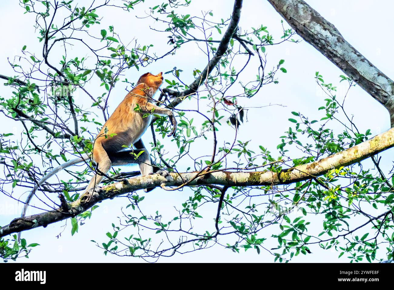 Proboscis monkey in the wild in Sabah, Borneo, Malaysia Stock Photo - Alamy