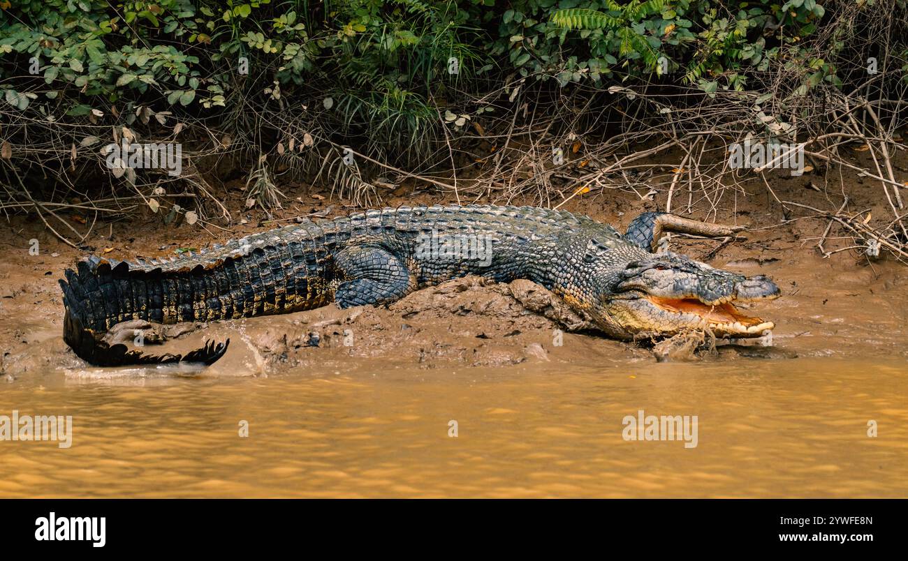 Fresh water crocodile known also as False Gharial, Sabah, Borneo, Malaysia Stock Photo - Alamy