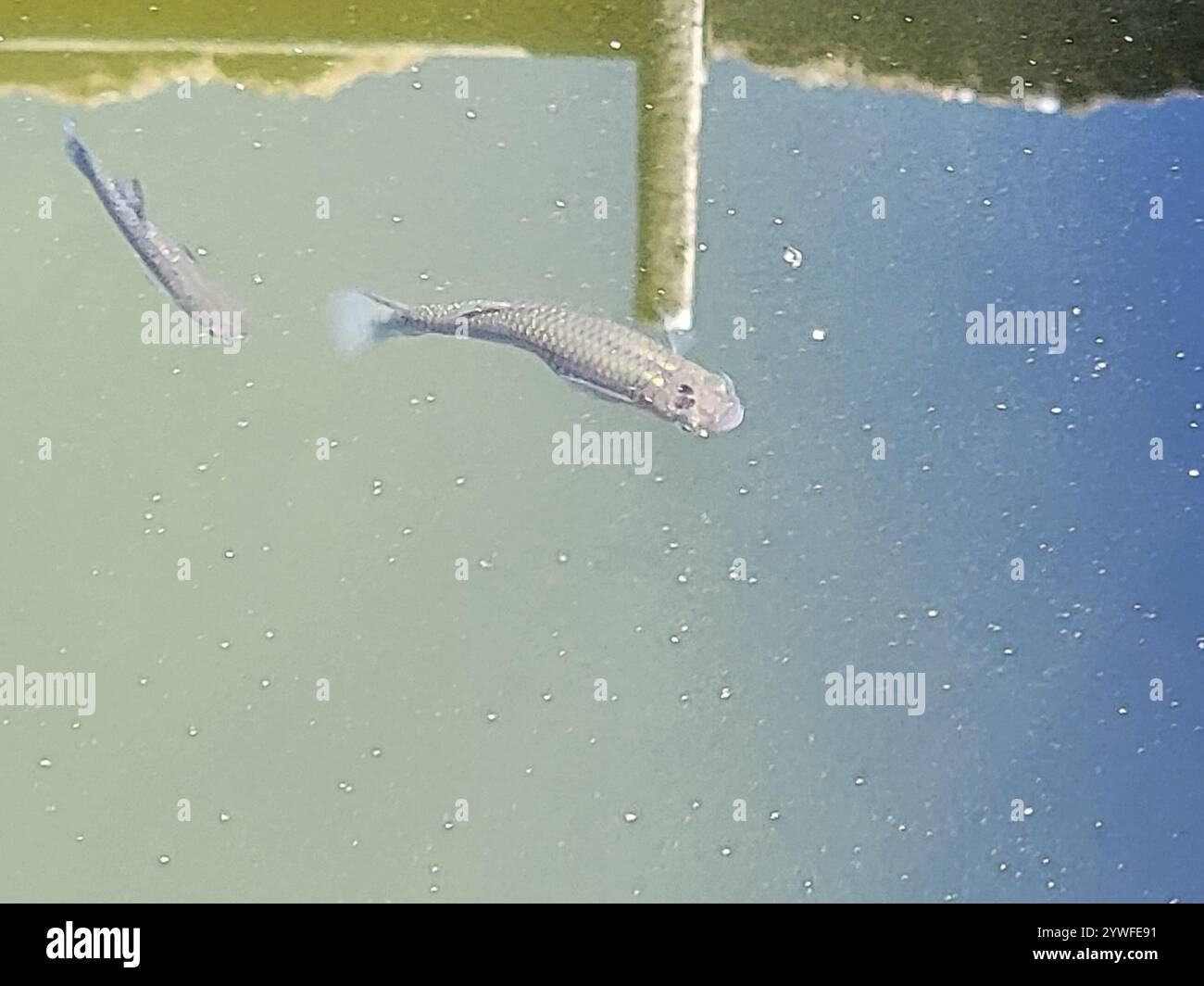 Western Mosquitofish (Gambusia affinis Stock Photo - Alamy