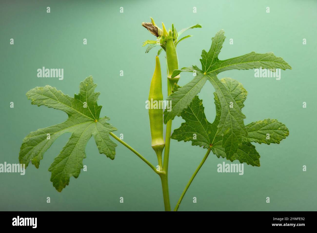 Okra vegetable or Ladies' fingers growing vertical from the stem of the ...