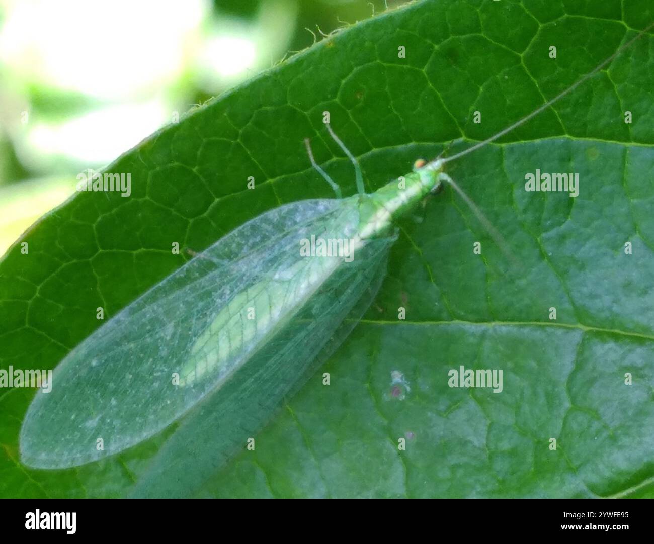 common green lacewings (Chrysoperla Stock Photo - Alamy