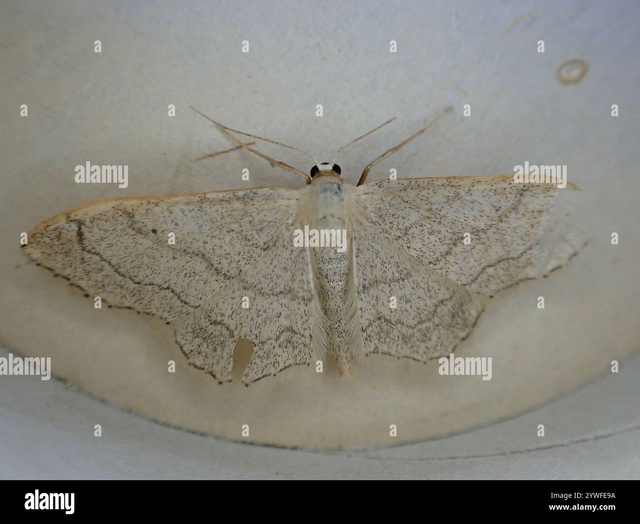 Riband Wave (Idaea aversata Stock Photo - Alamy
