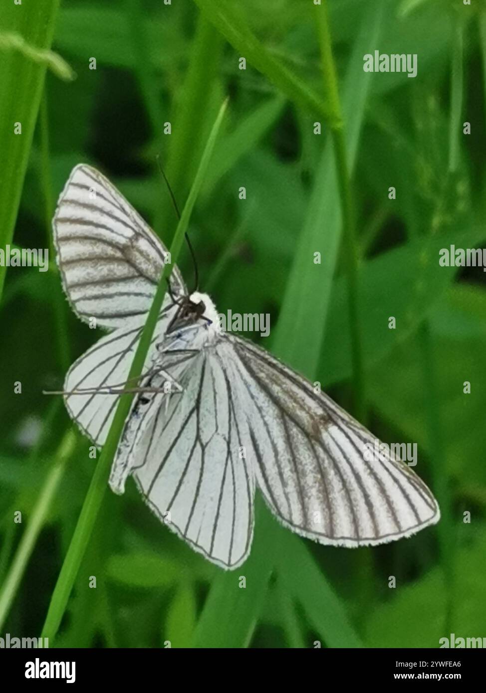 Black-veined Moth (Siona lineata Stock Photo - Alamy