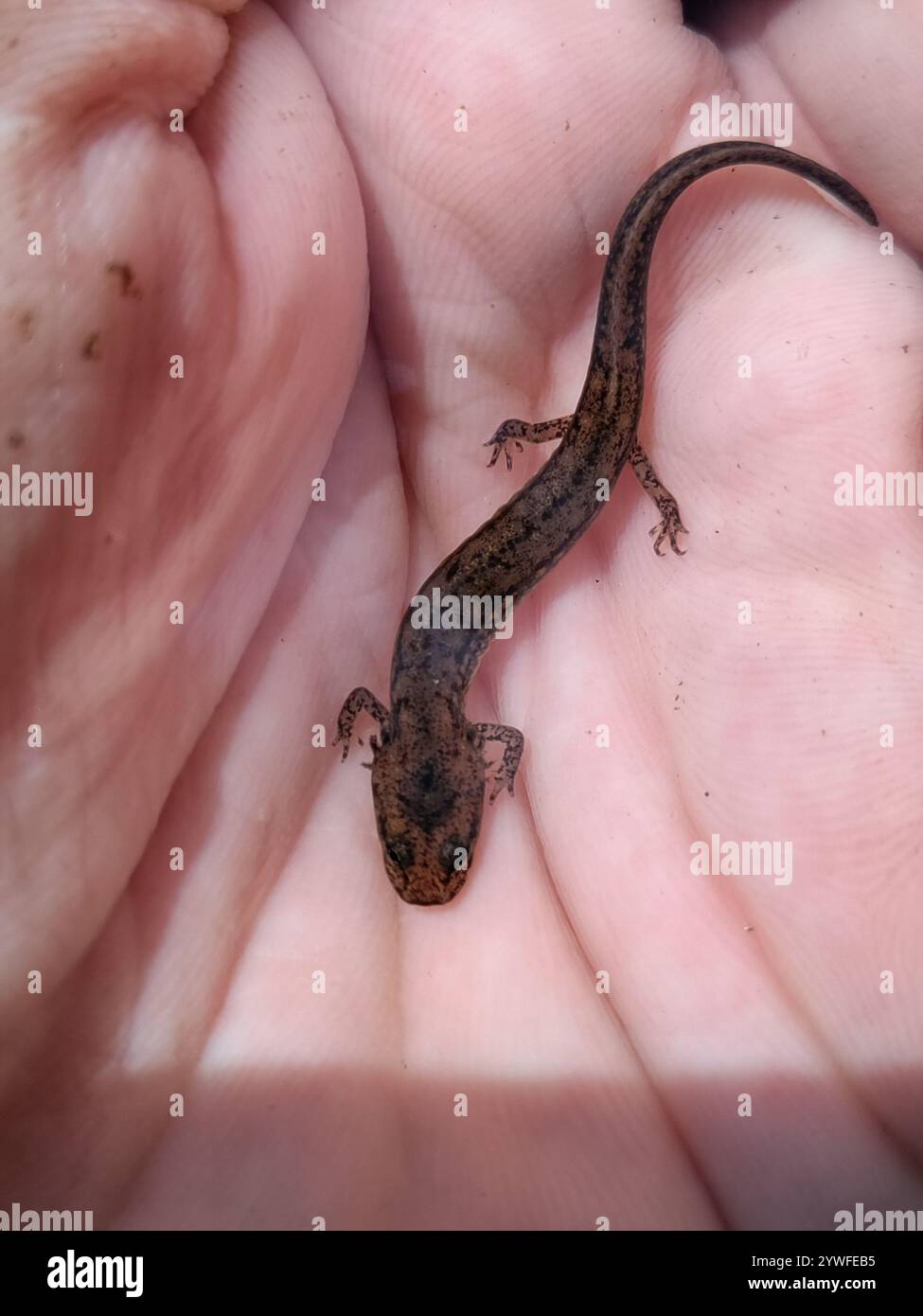 Northern Two-lined Salamander (Eurycea bislineata Stock Photo - Alamy
