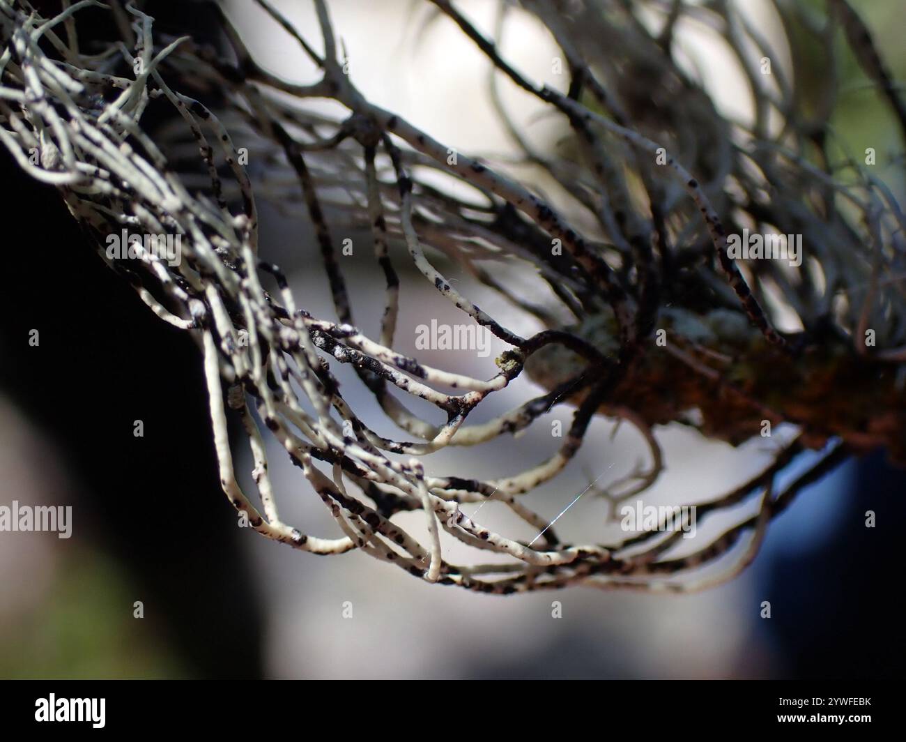 Powdery Sea-Fog Lichen (Niebla cephalota Stock Photo - Alamy
