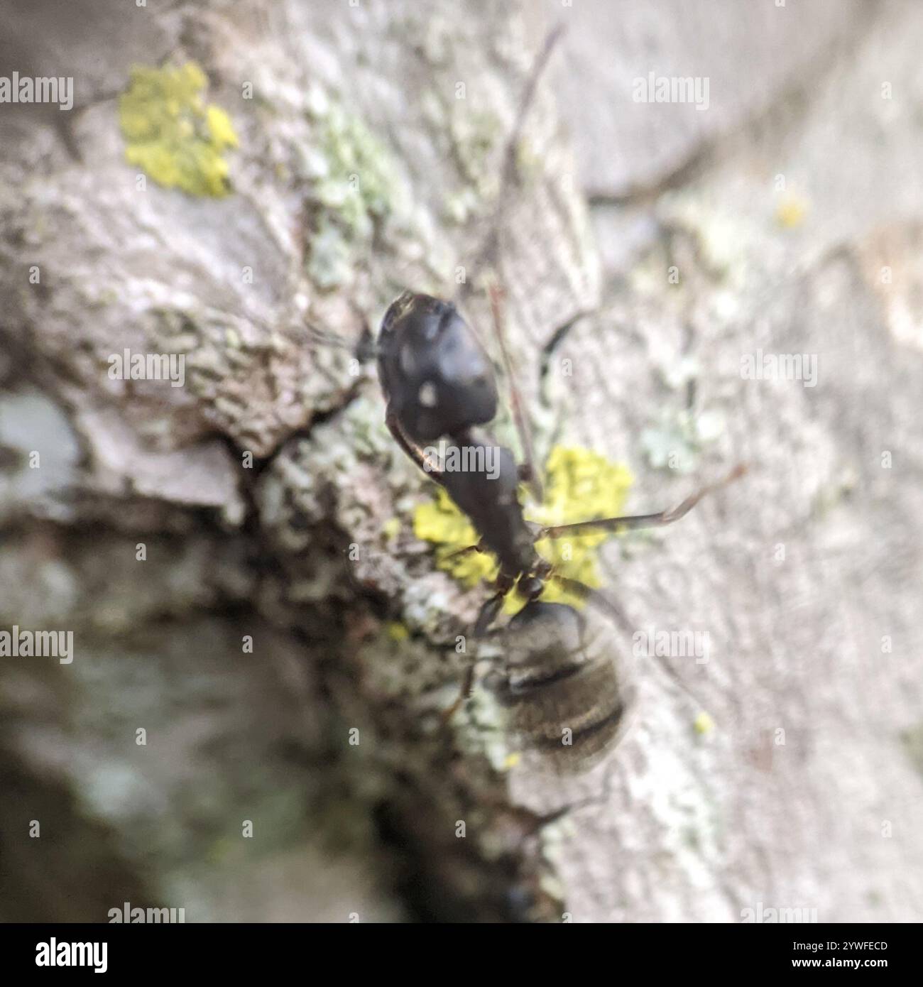 Eastern Black Carpenter Ant (Camponotus pennsylvanicus Stock Photo - Alamy