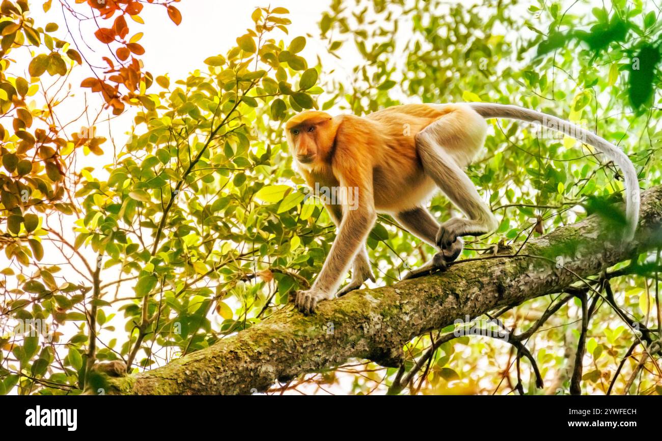 Proboscis monkey in the wild in Sabah, Borneo, Malaysia Stock Photo - Alamy