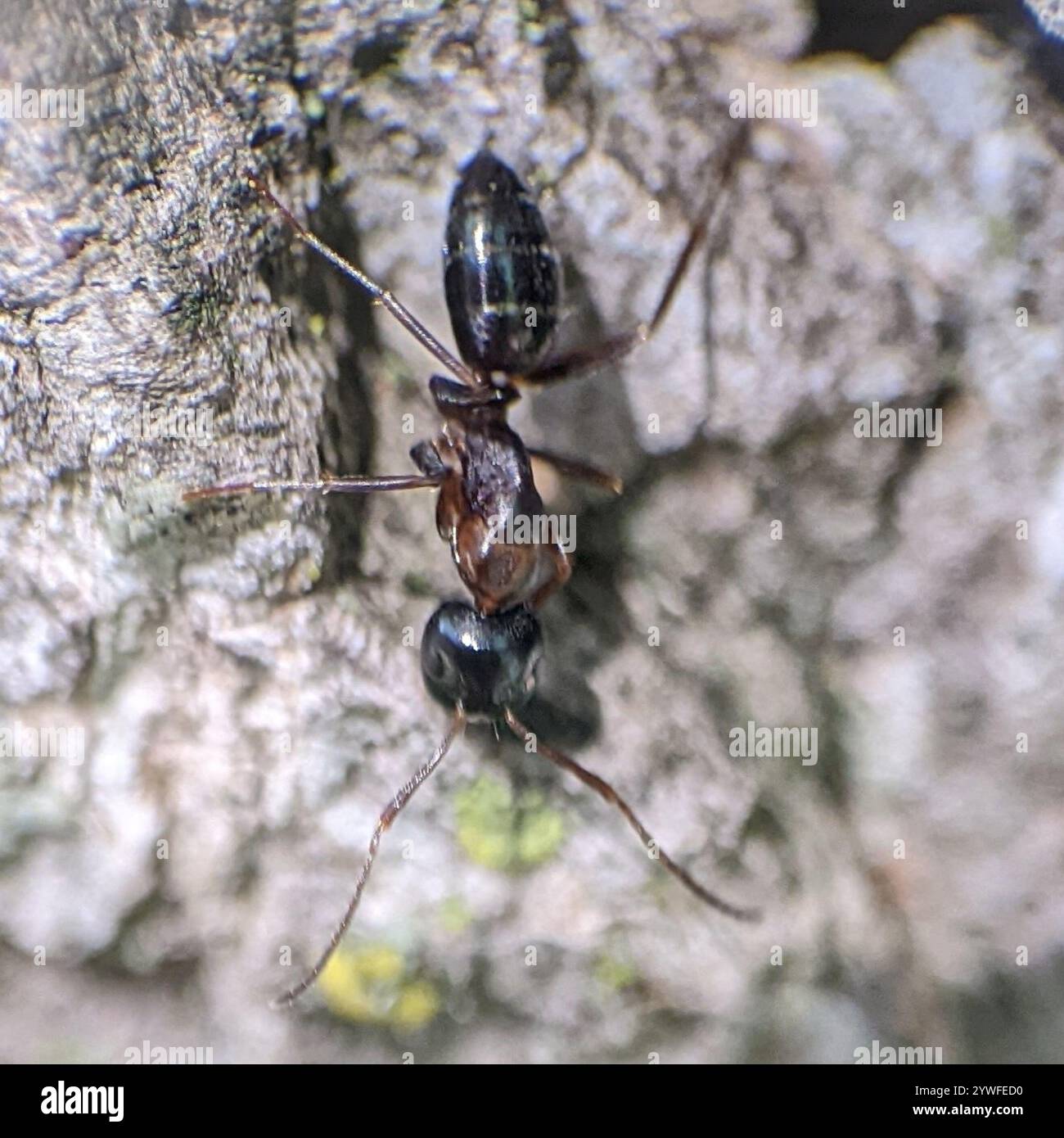 Nearctic Carpenter Ant (Camponotus nearcticus Stock Photo - Alamy