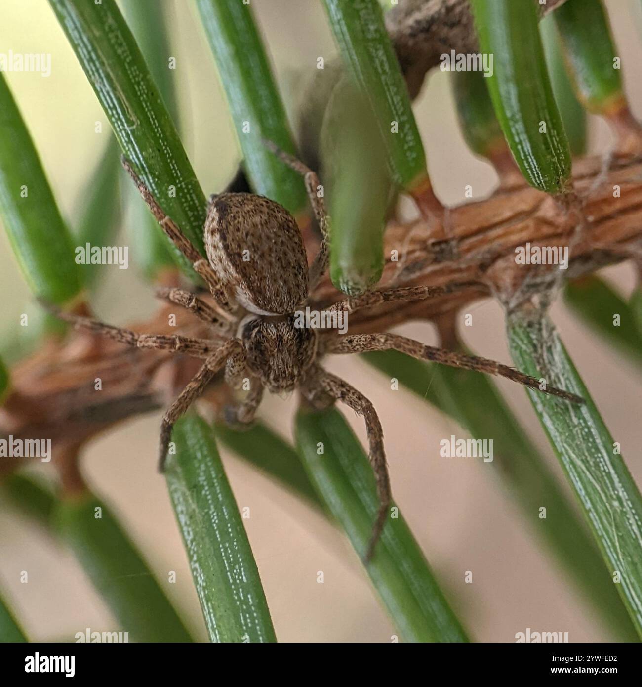 Running Crab Spiders (Philodromus Stock Photo - Alamy