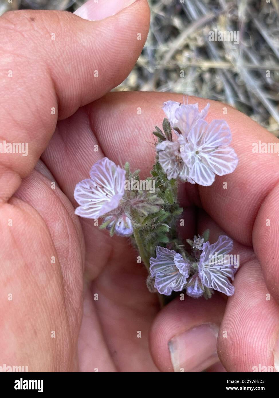 Transverse Range Phacelia (Phacelia exilis Stock Photo - Alamy