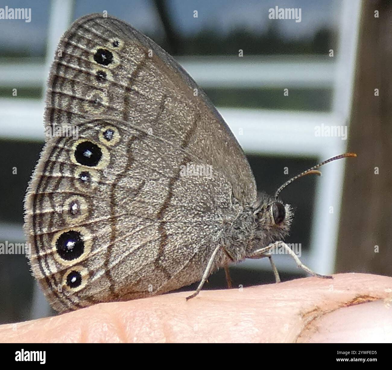 Carolina Satyr (Hermeuptychia sosybius Stock Photo - Alamy