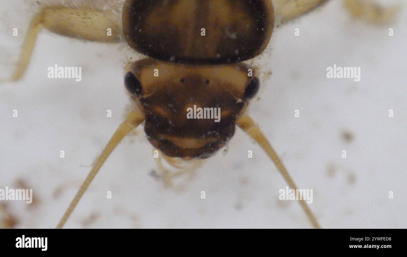 Common Stoneflies (Perlidae Stock Photo - Alamy